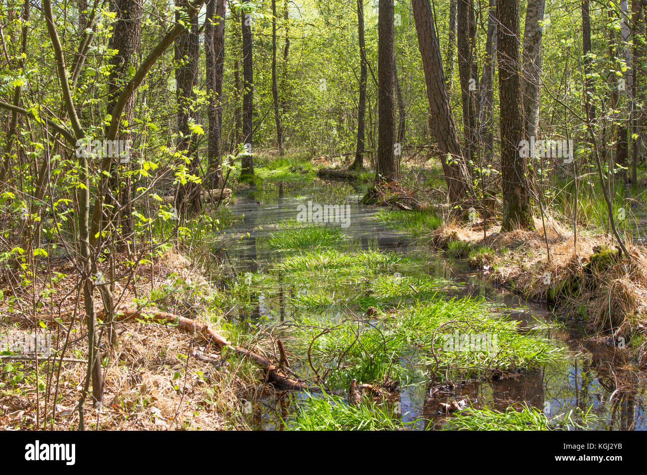 Spring coniferous forest. Pine and rowan green trees Stock Photo - Alamy