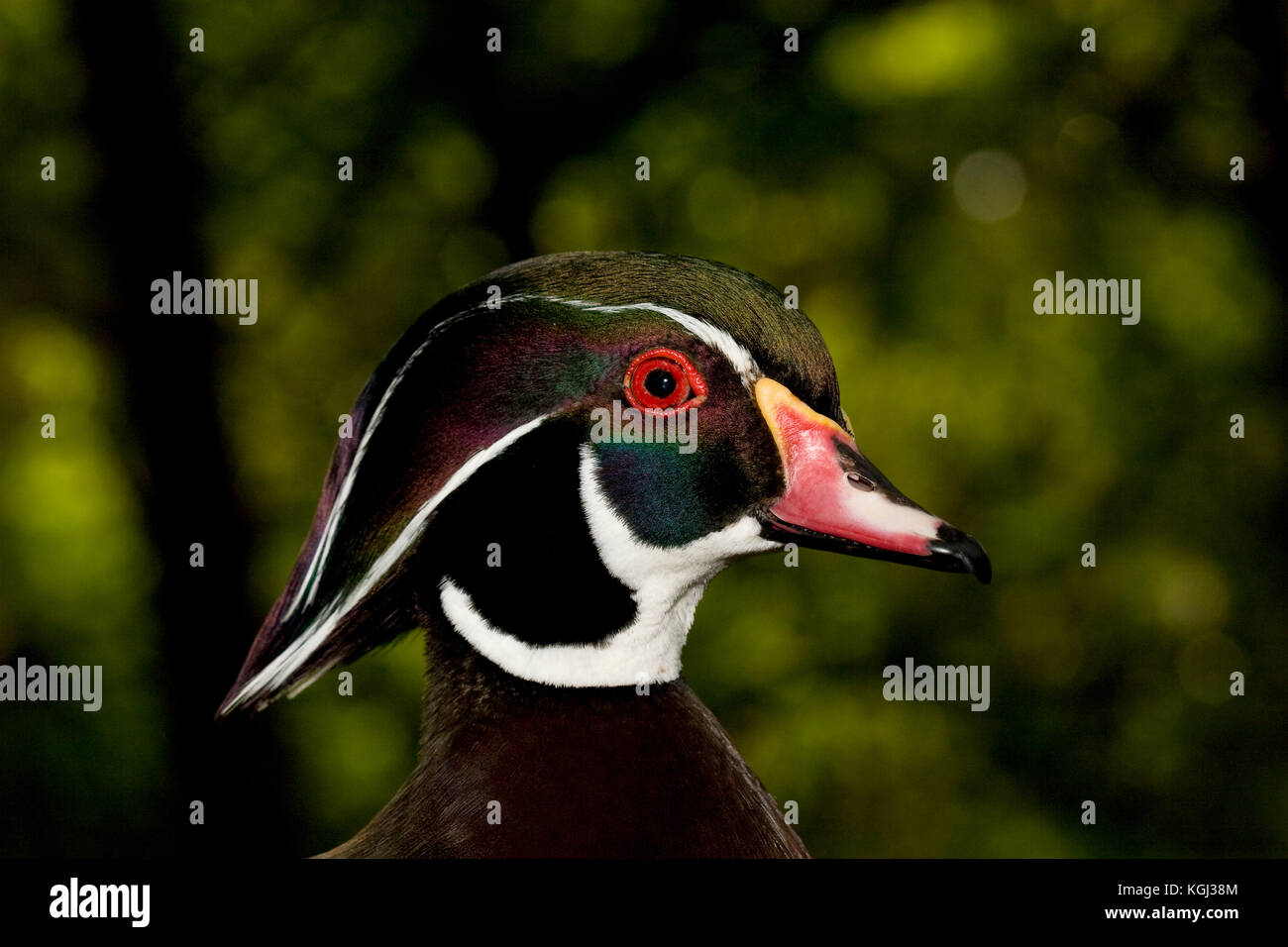 Wood Duck, Aix sponsa Stock Photo - Alamy