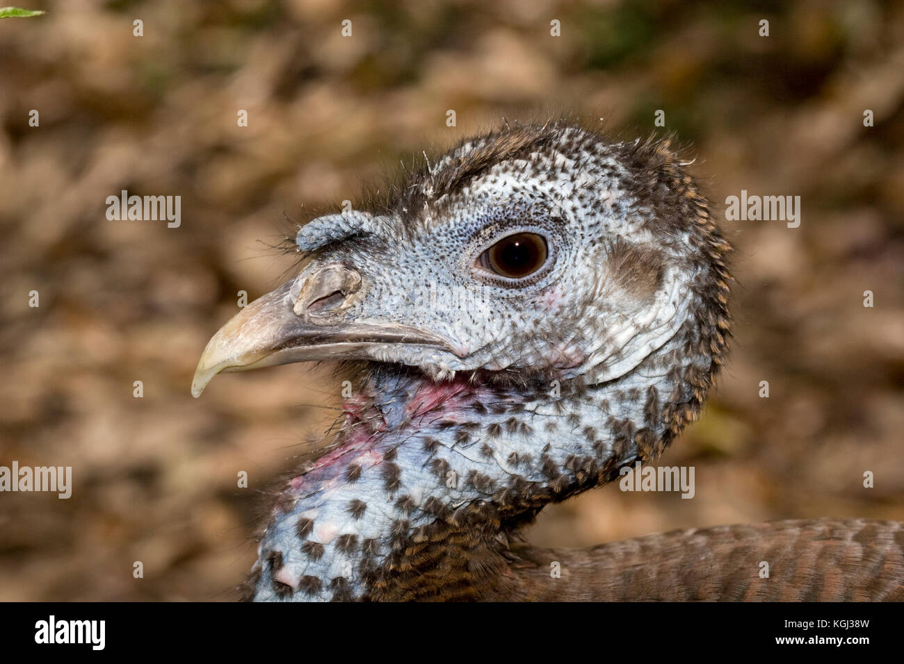Turkey bird face hi-res stock photography and images - Alamy