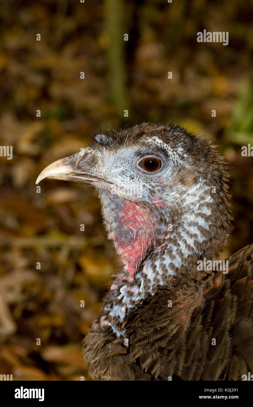 Turkey bird face hi-res stock photography and images - Alamy