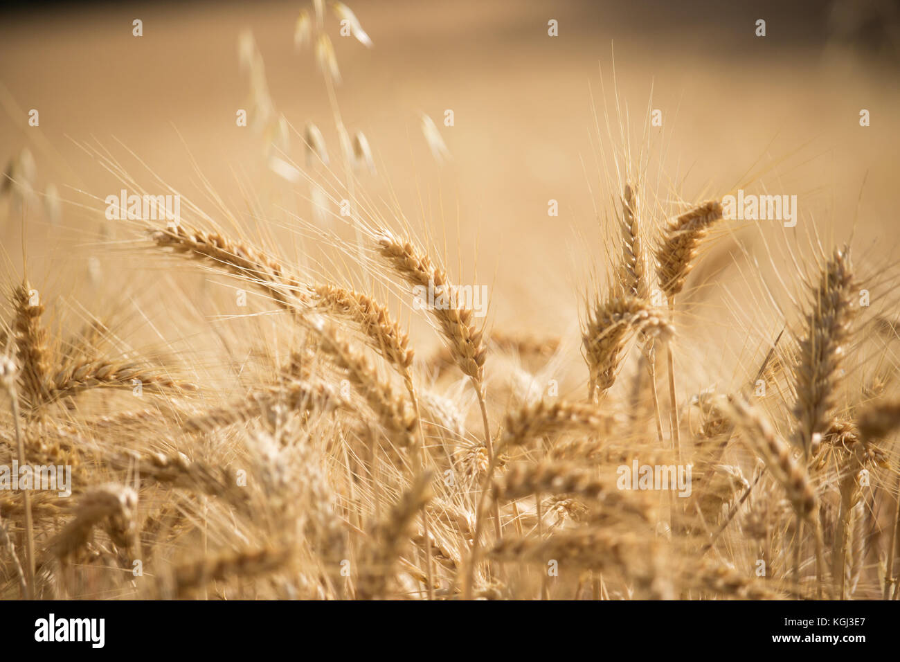 Wild Wheat Ears Stock Photo - Alamy