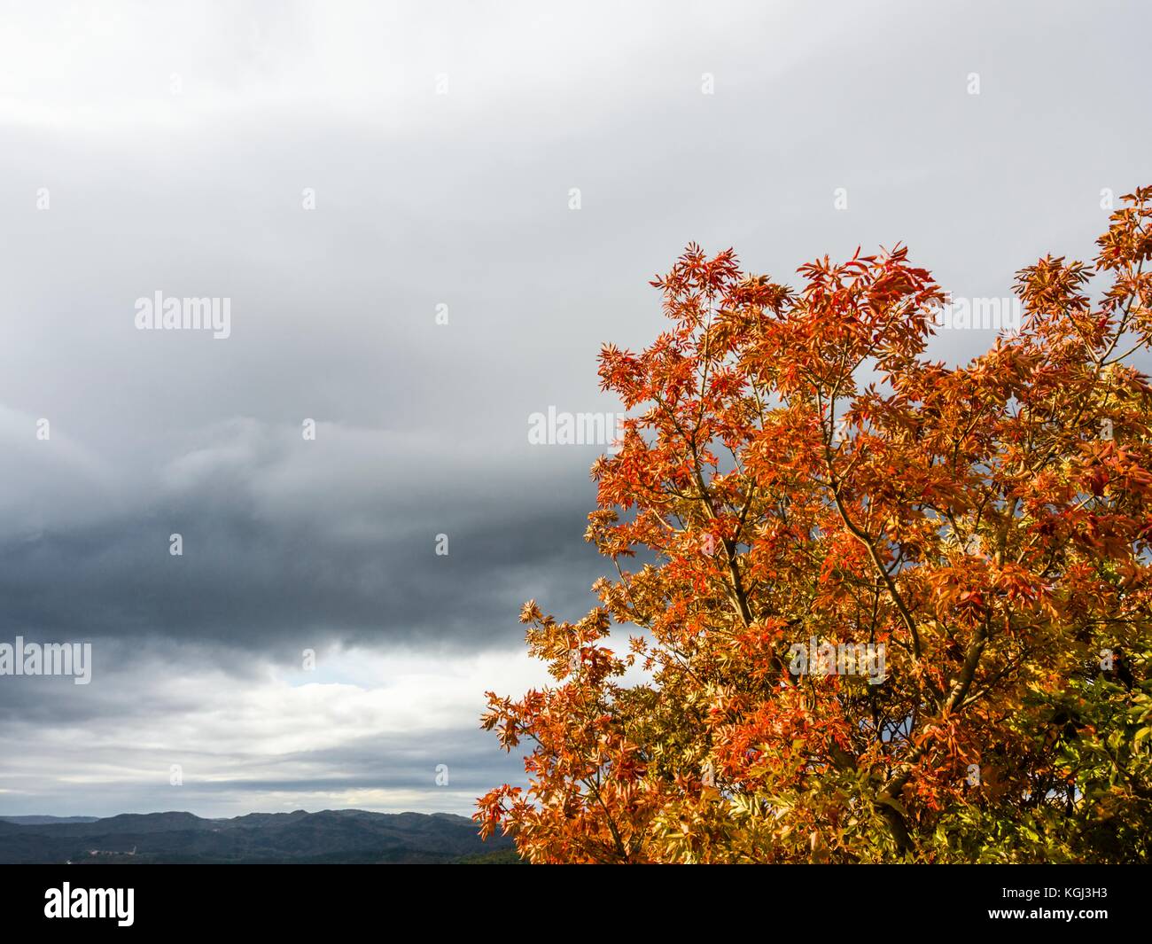 Red vegetation against dark clouds Stock Photo - Alamy