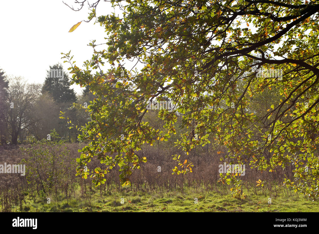 Autumn time across England Stock Photo - Alamy