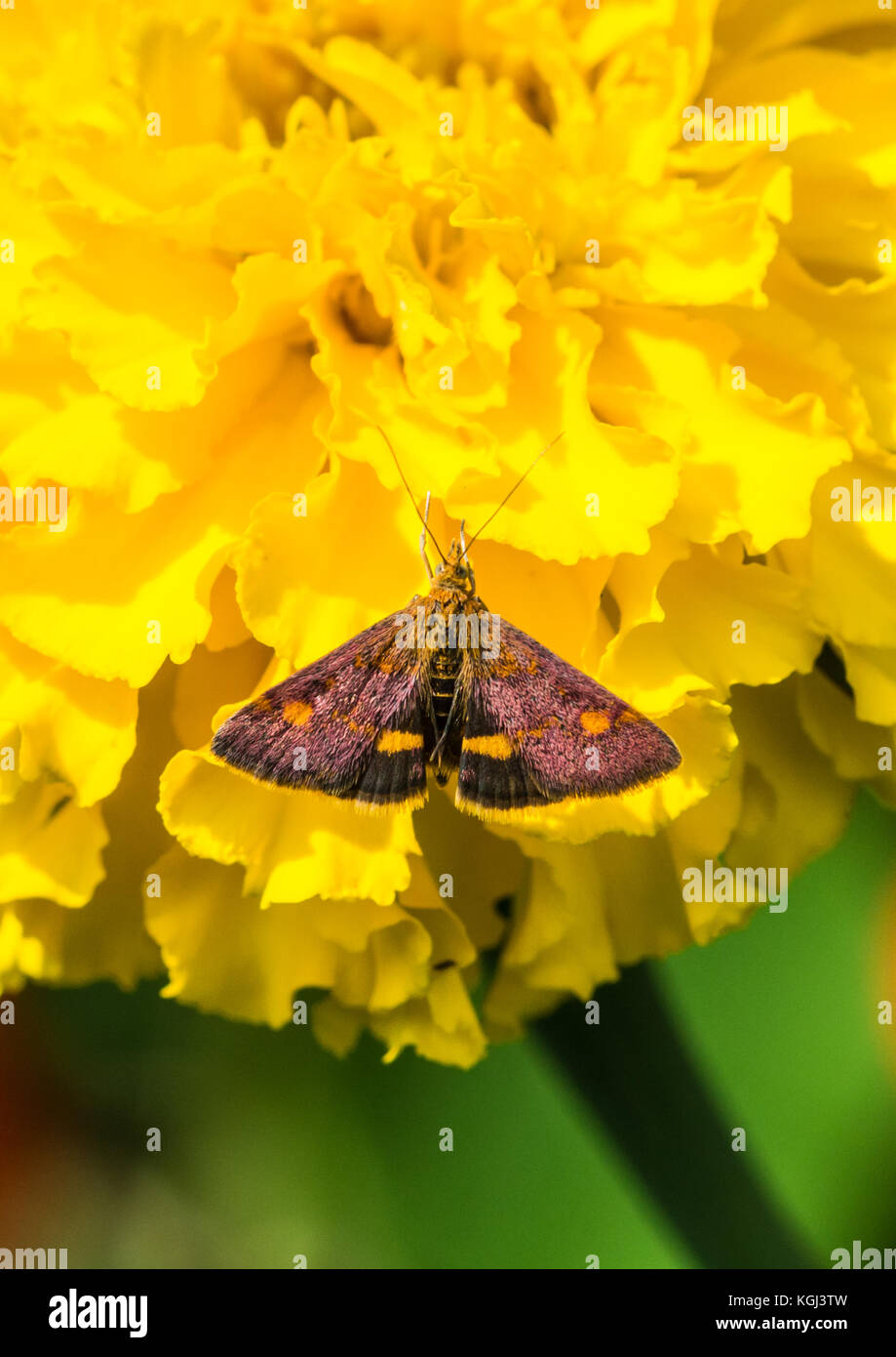 A macro shot of a mint moth resting on a marigold bloom Stock Photo - Alamy