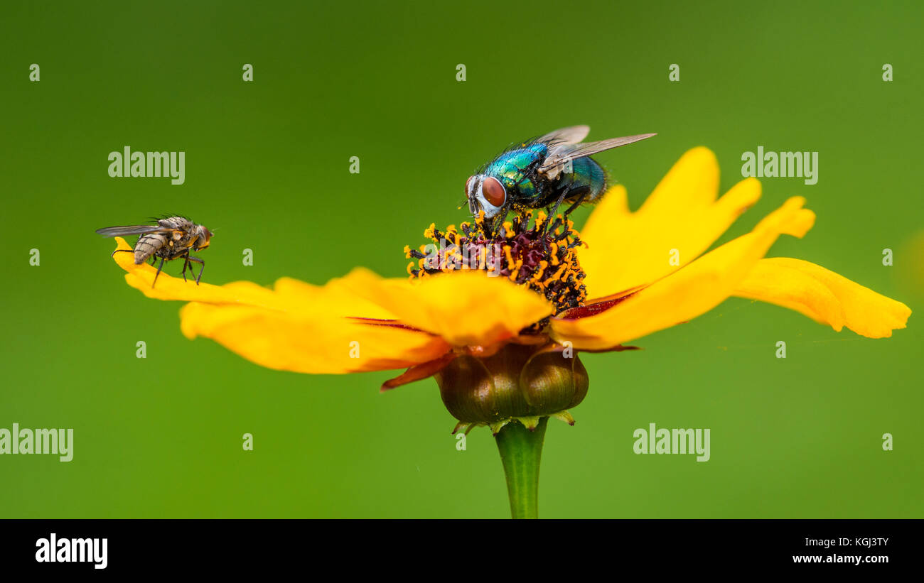 A macro shot of a fly collecting pollen from a plains coreopsis bloom ...