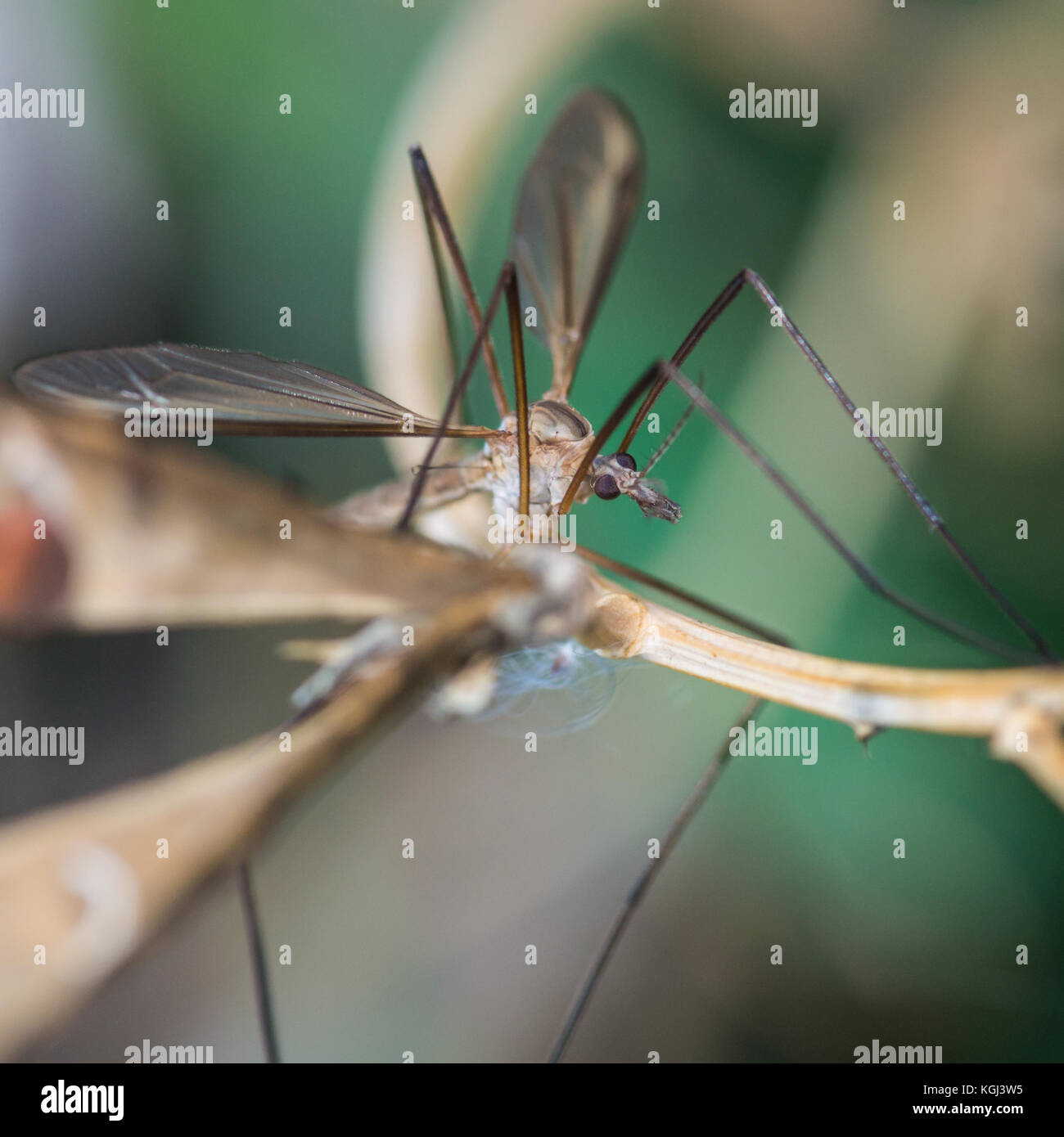 Crane fly close up hi-res stock photography and images - Alamy