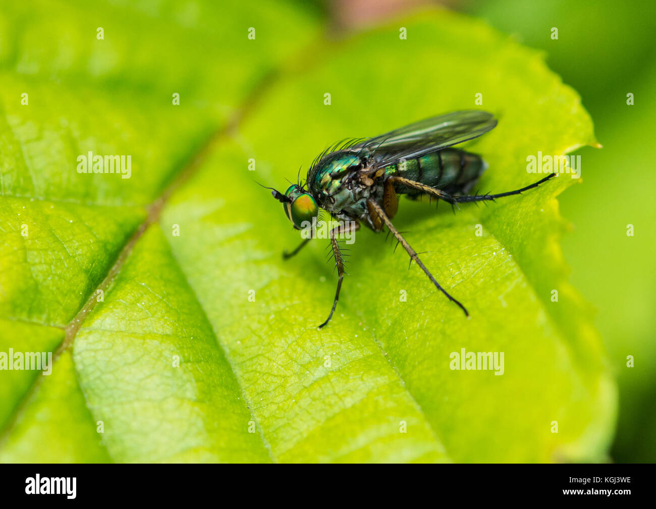 Green eyed fly hi-res stock photography and images - Alamy