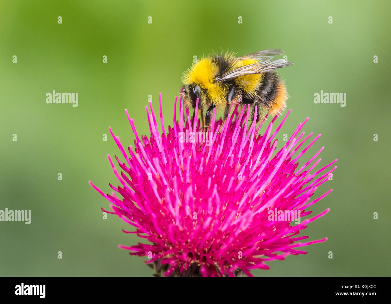 A macro shot of a bumblebee collecting pollen from a cirsium bloom ...