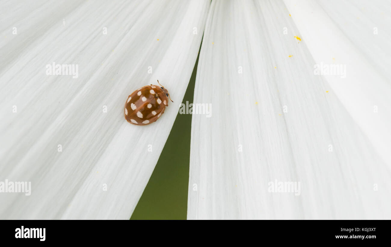 A macro shot of a cream-spot ladybird sitting in the white petals of a ...