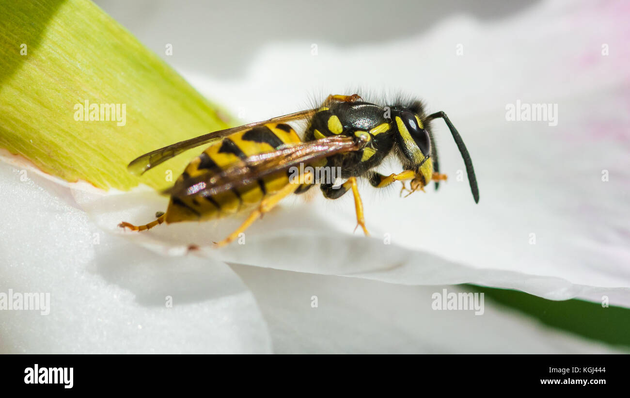 A macro shot of a common wasp devouring its prey Stock Photo - Alamy