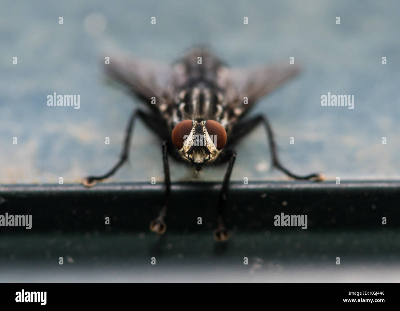 Camera flesh hi-res stock photography and images - Alamy