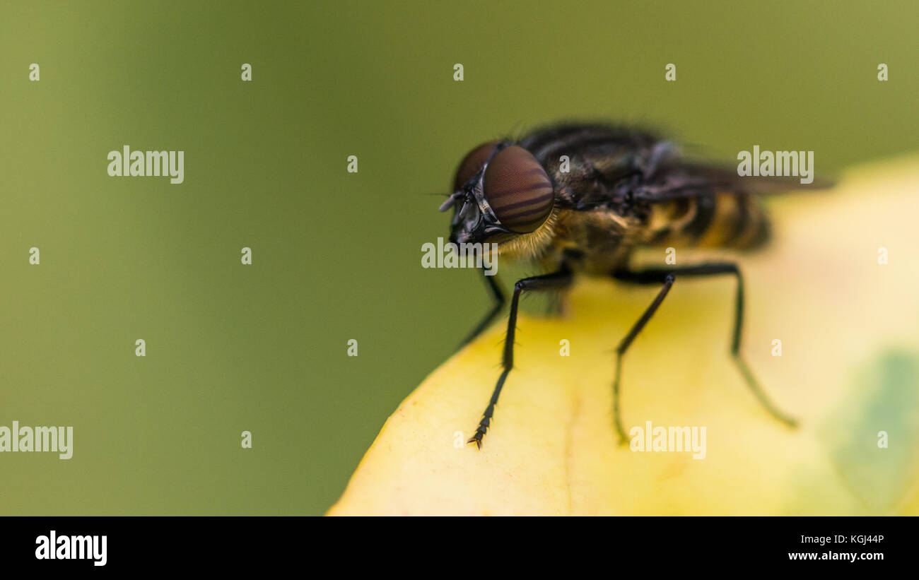 A macro shot of a fly with stripy eyes Stock Photo - Alamy