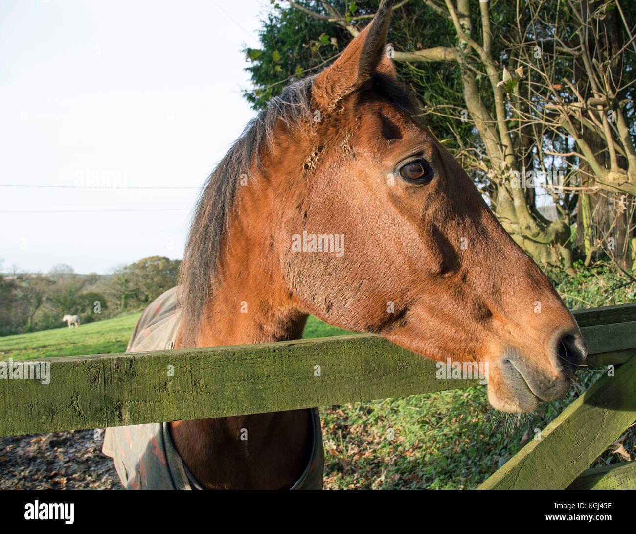 Chestnut coloured pony hi-res stock photography and images - Alamy