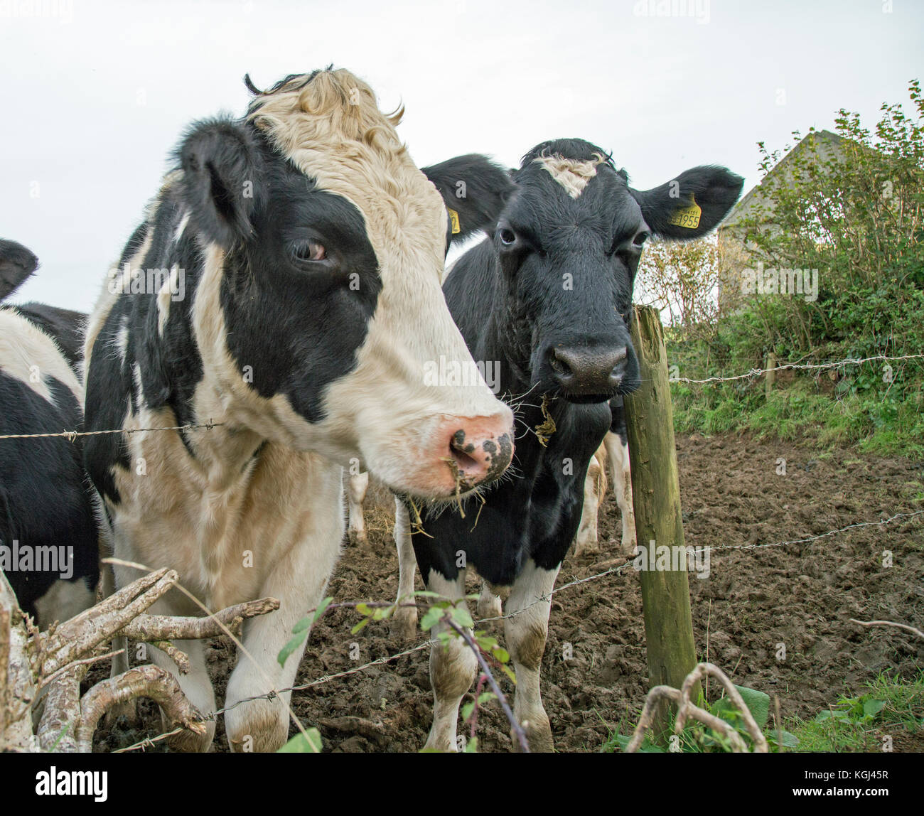 Skin tags black hi-res stock photography and images - Alamy