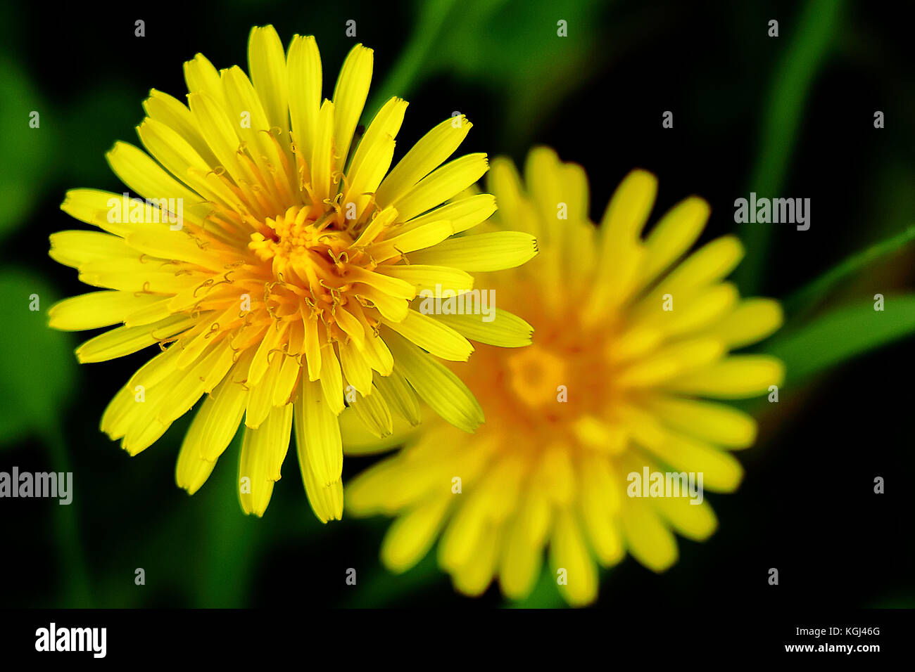 close up of two dandelions Stock Photo - Alamy