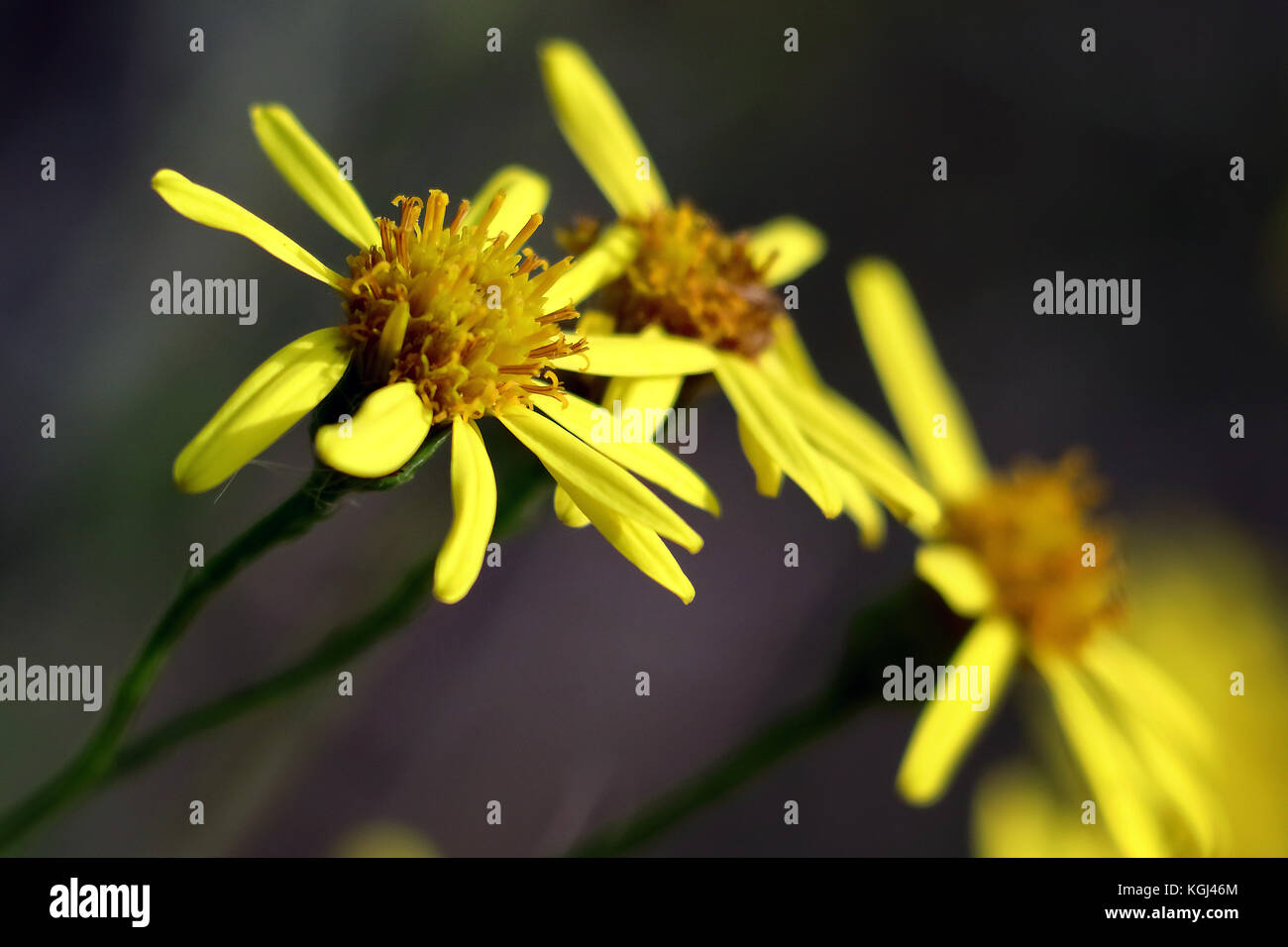 Ragwort plant hi-res stock photography and images - Alamy