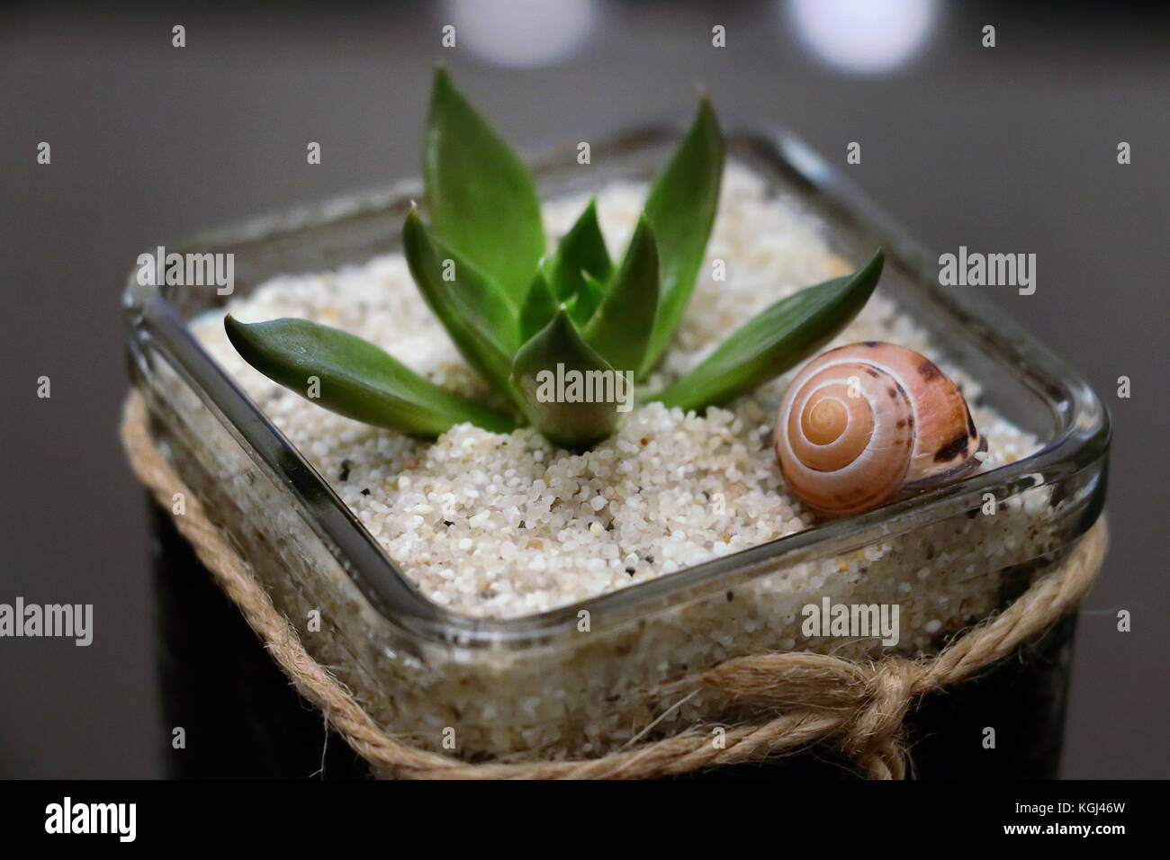 Succulent in pot with sand and a snail shell Stock Photo - Alamy