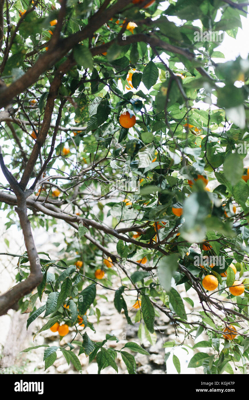 Orange tree in Alfama district, Lisbon, Portugal Stock Photo - Alamy