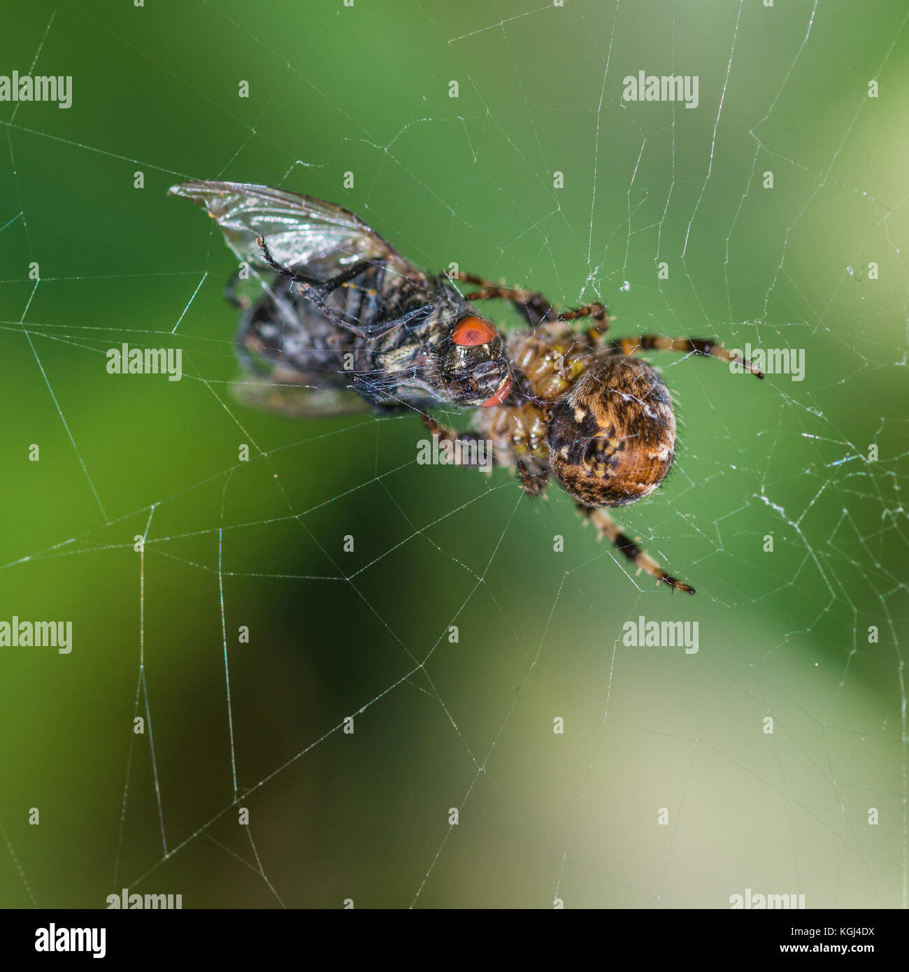 Wrapping up insect hi-res stock photography and images - Alamy