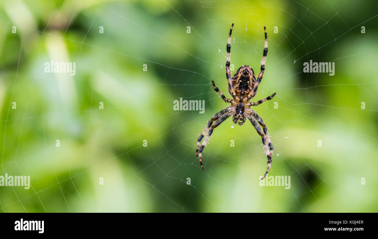A macro shot of the underside of a garden spider Stock Photo - Alamy