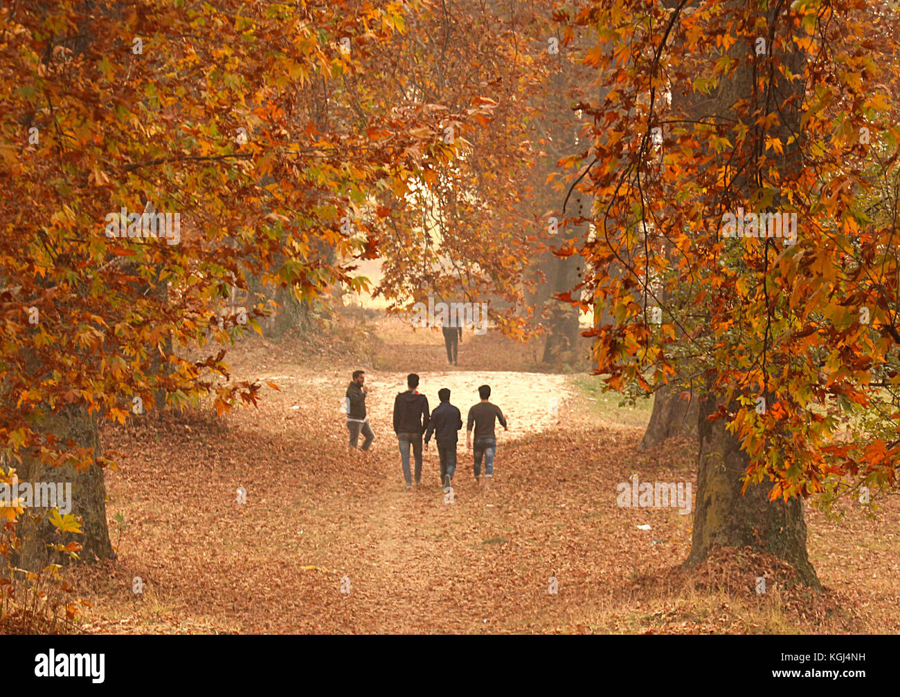 India. 08th Nov, 2017. With Autumn at its peak, Kashmiri boys walk past ...