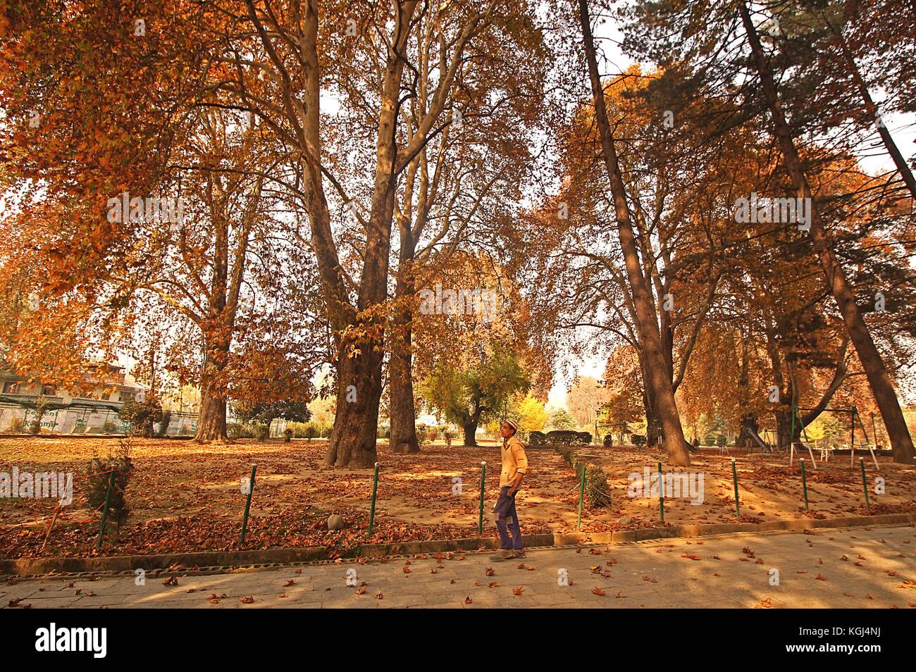 India. 08th Nov, 2017. A Kashmiri boy walks past majestic Chinar trees ...
