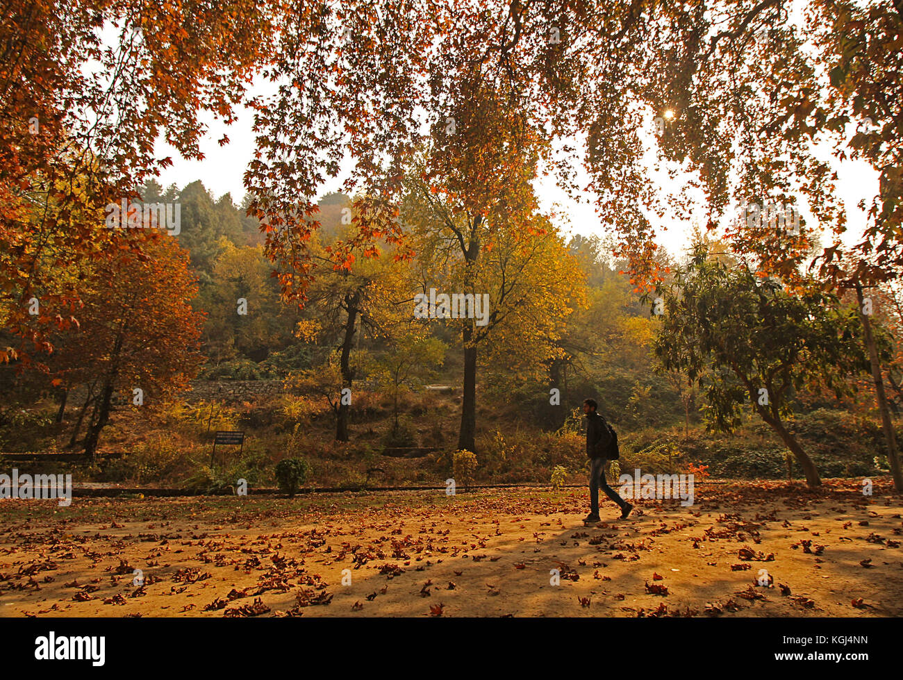 India. 08th Nov, 2017. A Kashmiri boy walks past majestic Chinar trees ...
