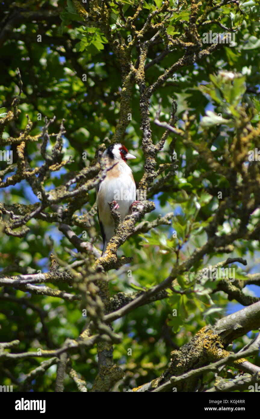 Bird sat in Tree Stock Photo - Alamy