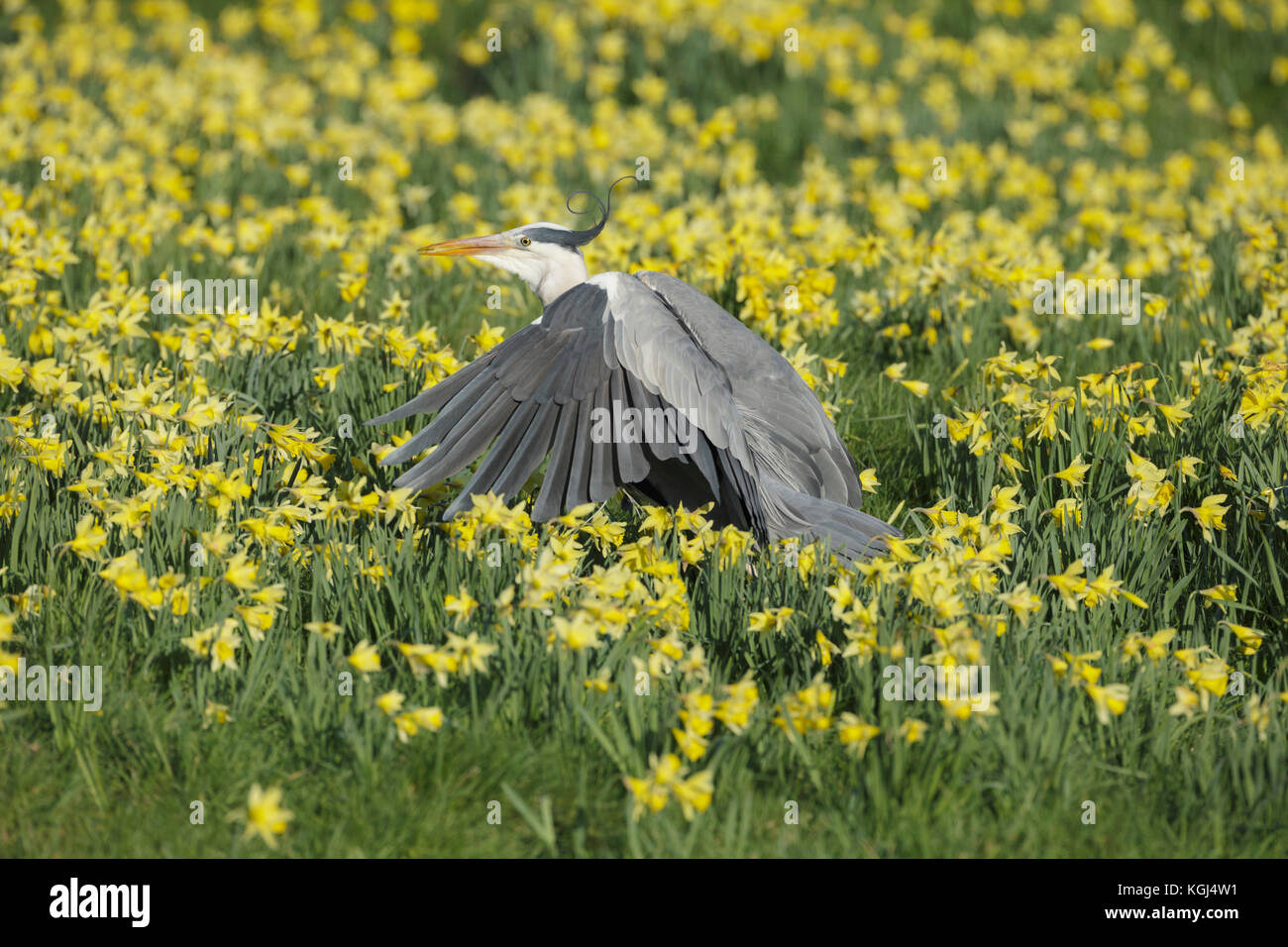 Grey Heron (Ardea cinerea) adult, with wings spread and raised crest ...