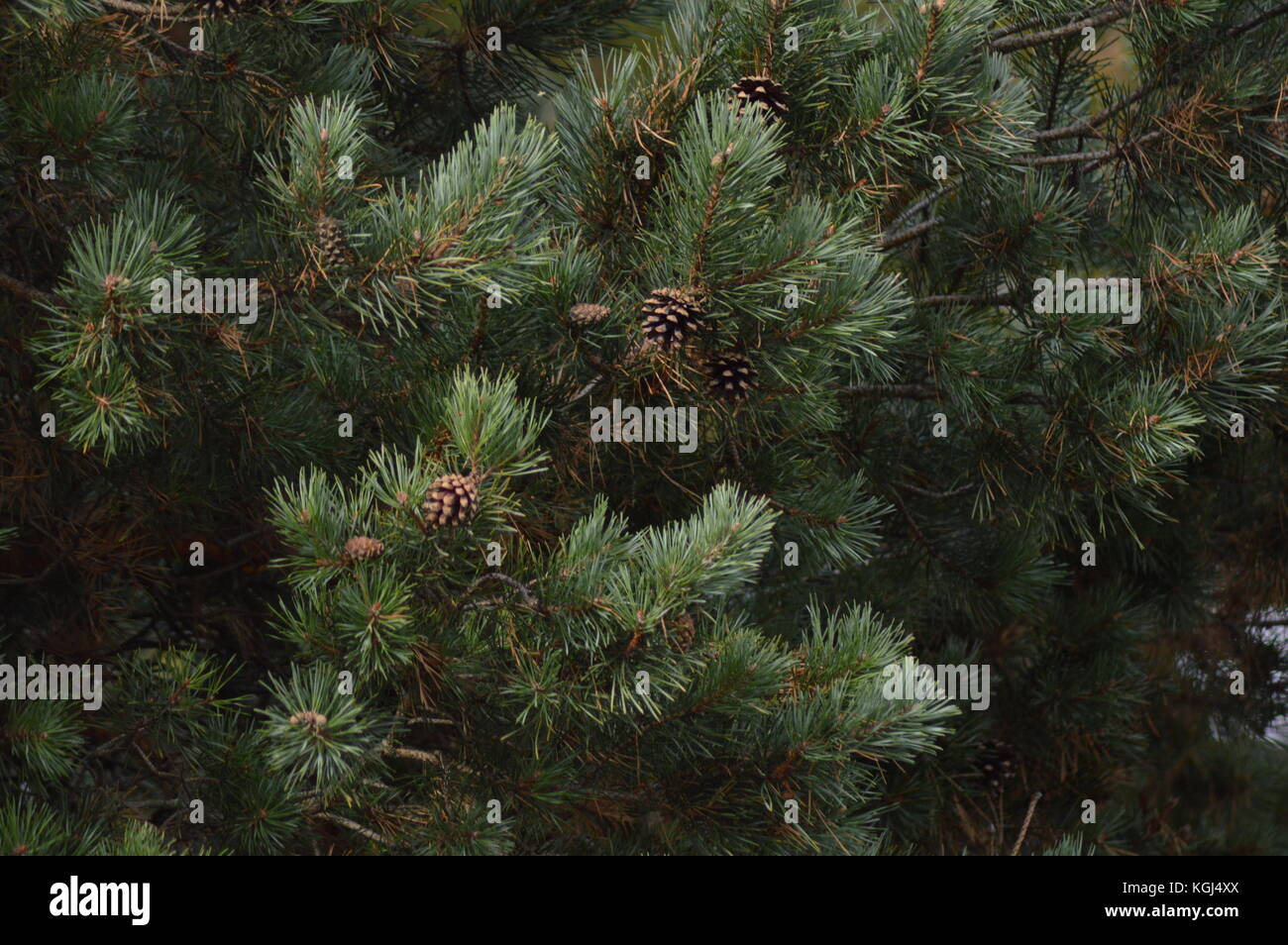 Pine cone tree bushes Stock Photo - Alamy