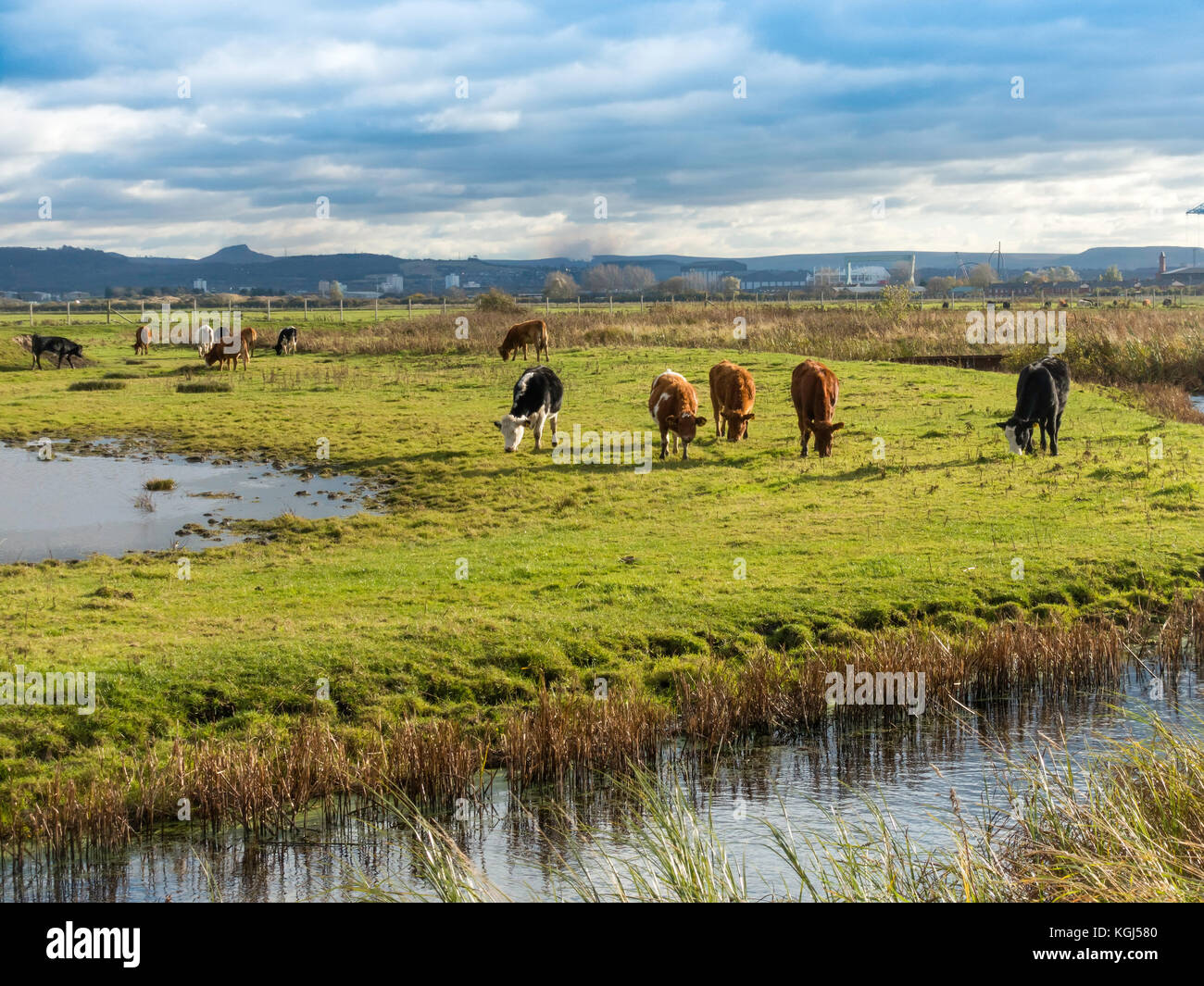 Field cattle marsh hi-res stock photography and images - Alamy