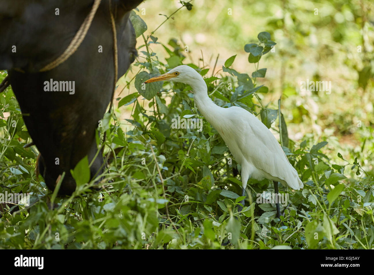 Black cow grazing the grass while a Cattle Egret patiently waits for it ...