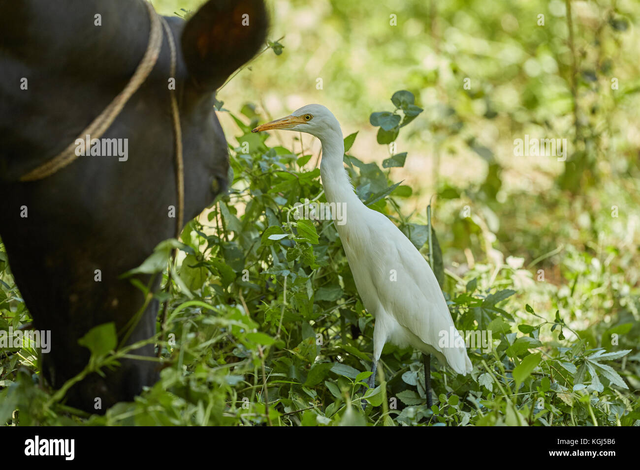 Black cow grazing the grass while a Cattle Egret patiently waits for it ...