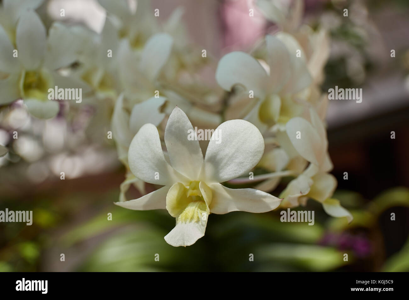 orchids in a wild tropical forest. Beautiful spring flowers with ...