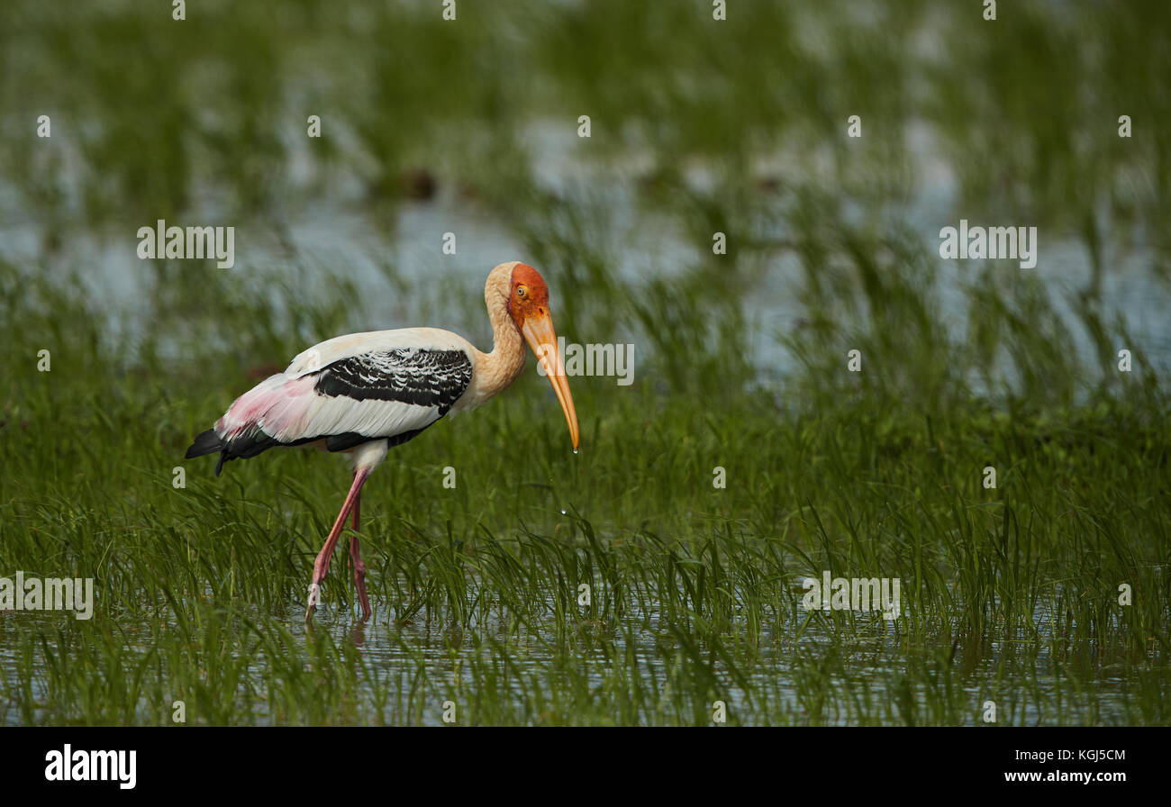 Painted stork eating fish hi-res stock photography and images - Alamy