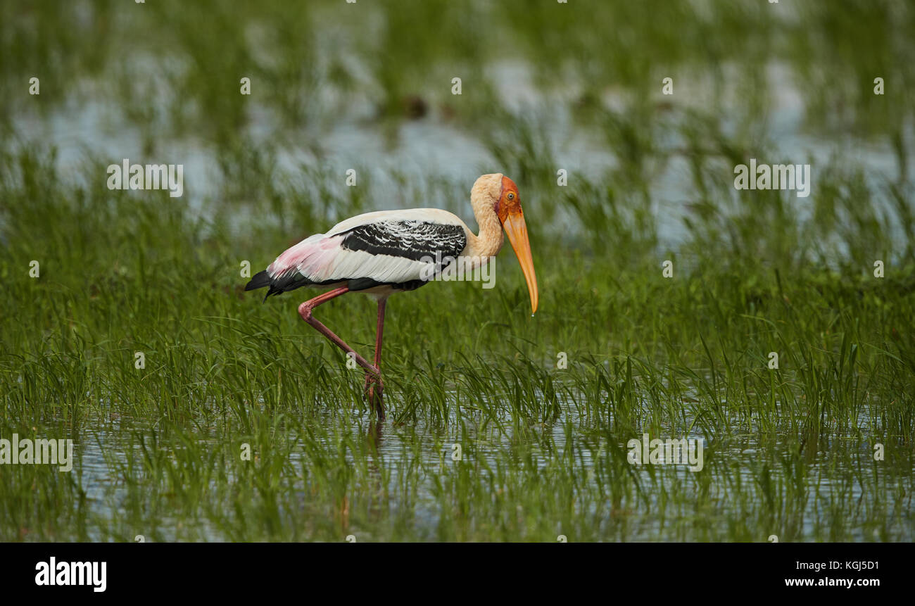 Painted Stork bird in a shallow water stream near paddy field in the ...