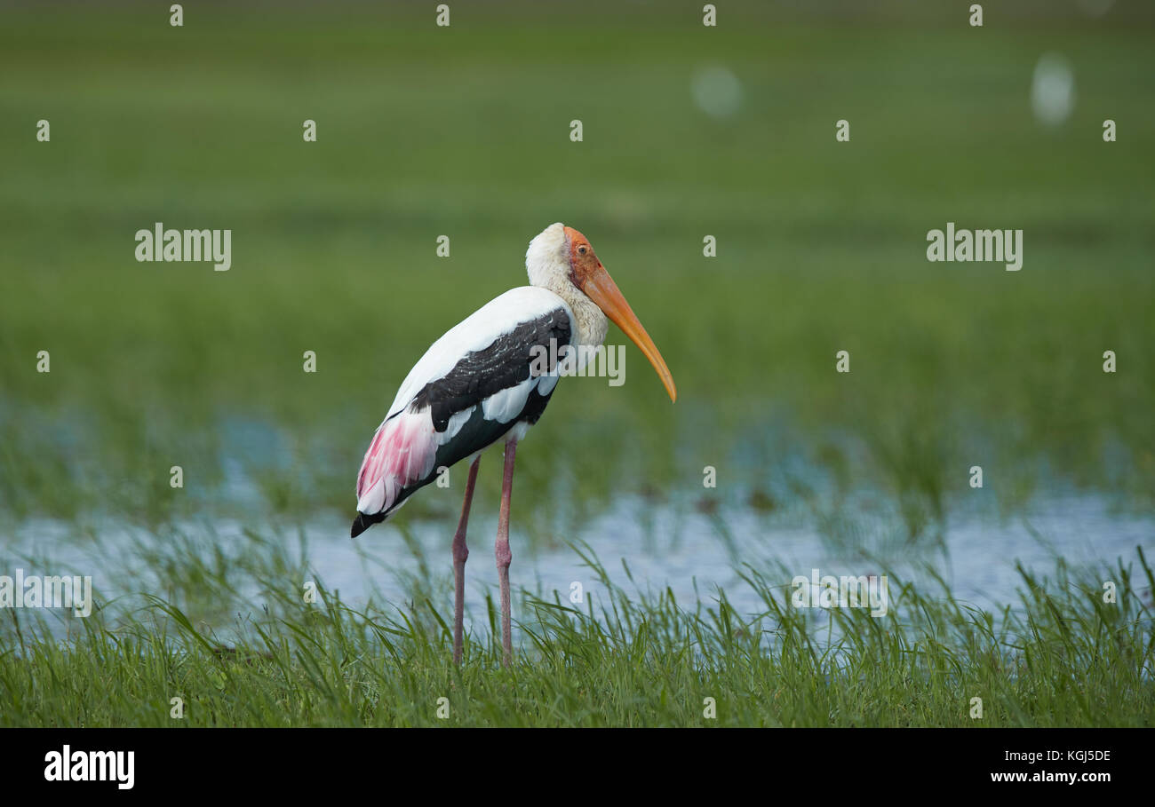 Painted Stork bird in a shallow water stream near paddy field in the ...