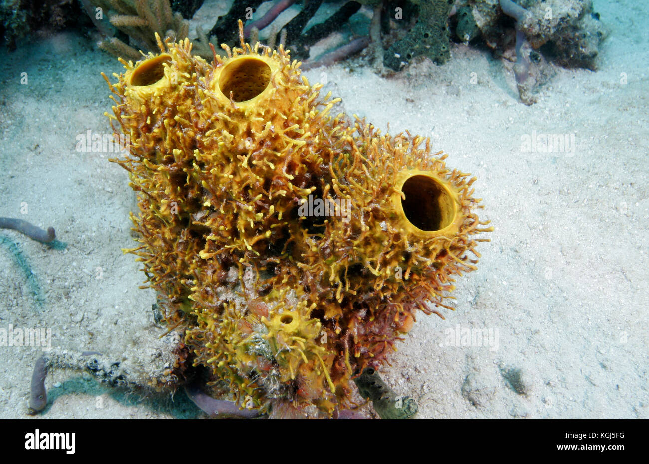Yellow Tube Sponges Stock Photo - Alamy