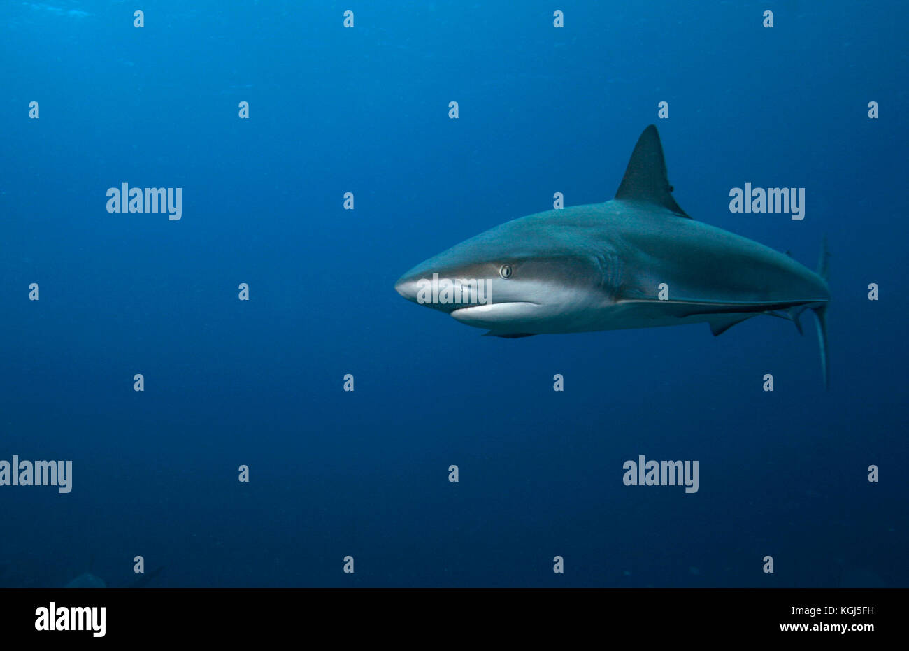 Sleek and streamlined shark hi-res stock photography and images - Alamy