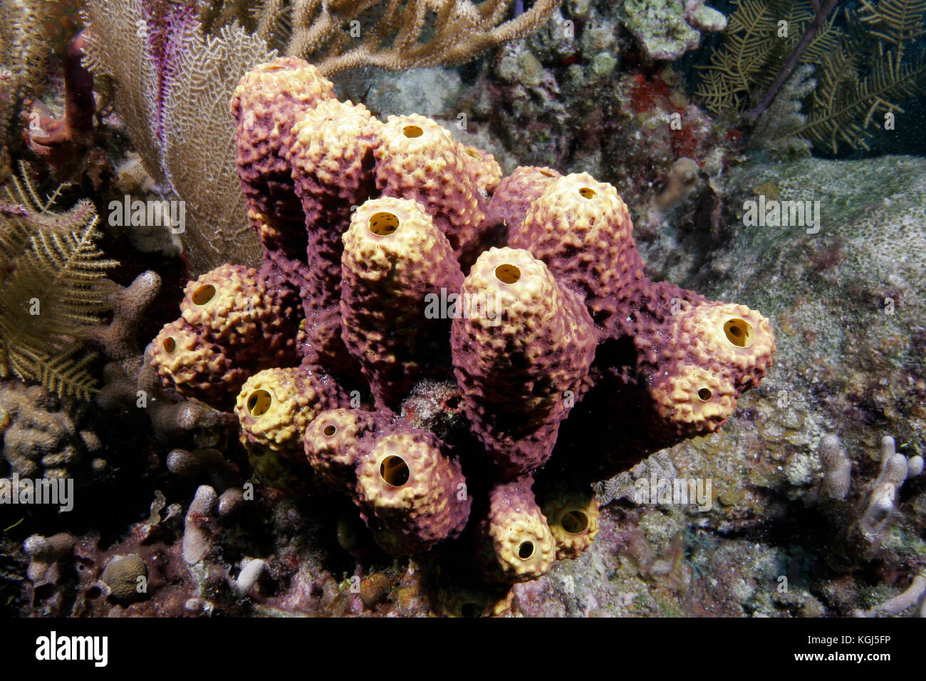 Purple tube sponges hi-res stock photography and images - Alamy