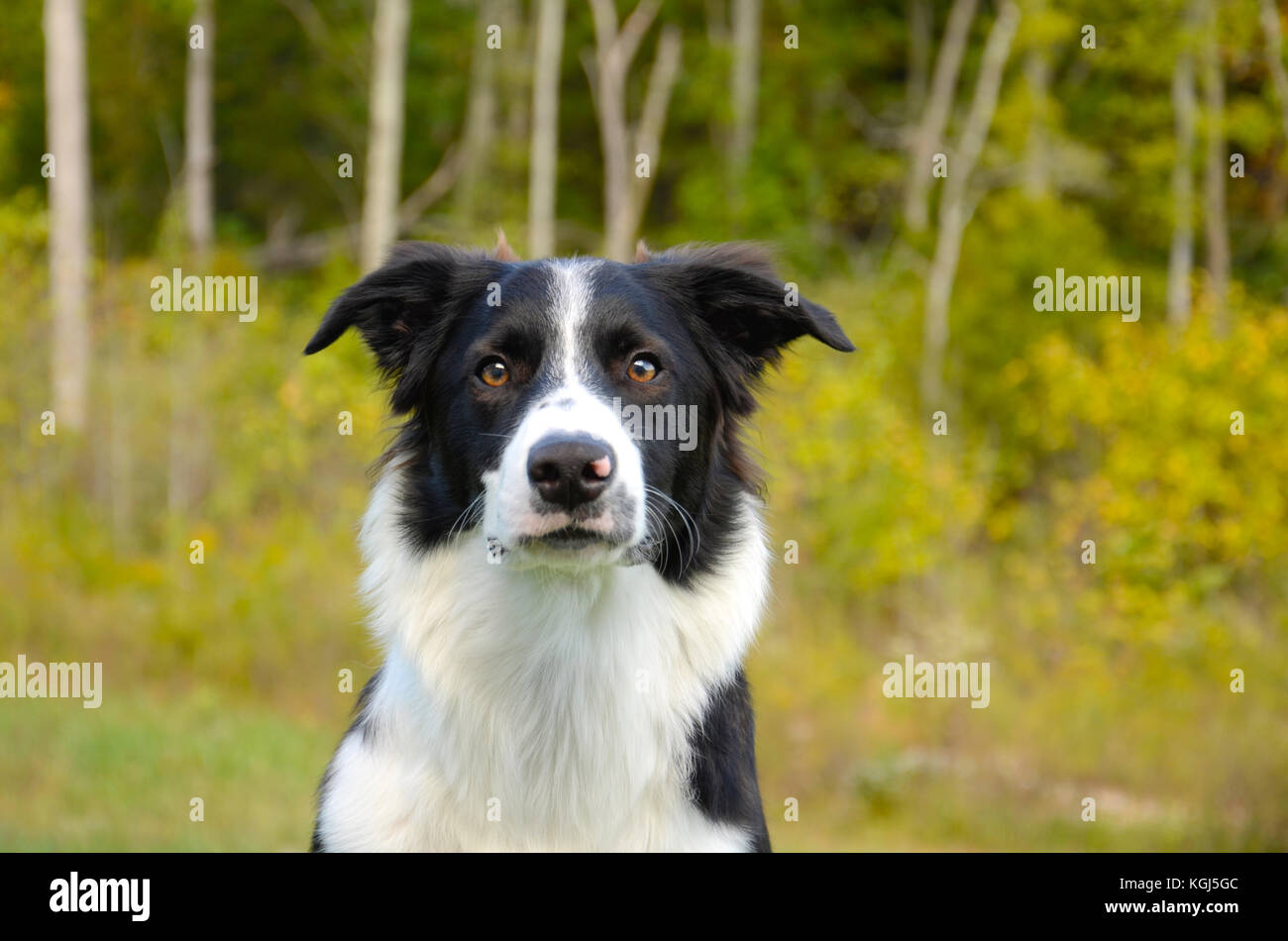 Border Collie full front profile view with trees in the background. A ...