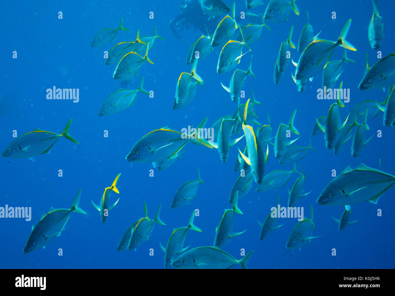 group of fish, ocean, fuerteventura, canary islands Stock Photo - Alamy