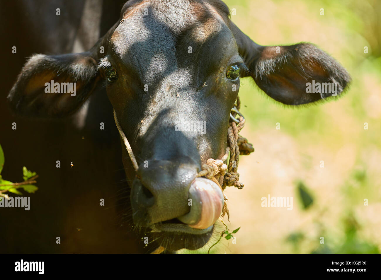 Black cow grazing the grass while a Cattle Egret patiently waits for it ...