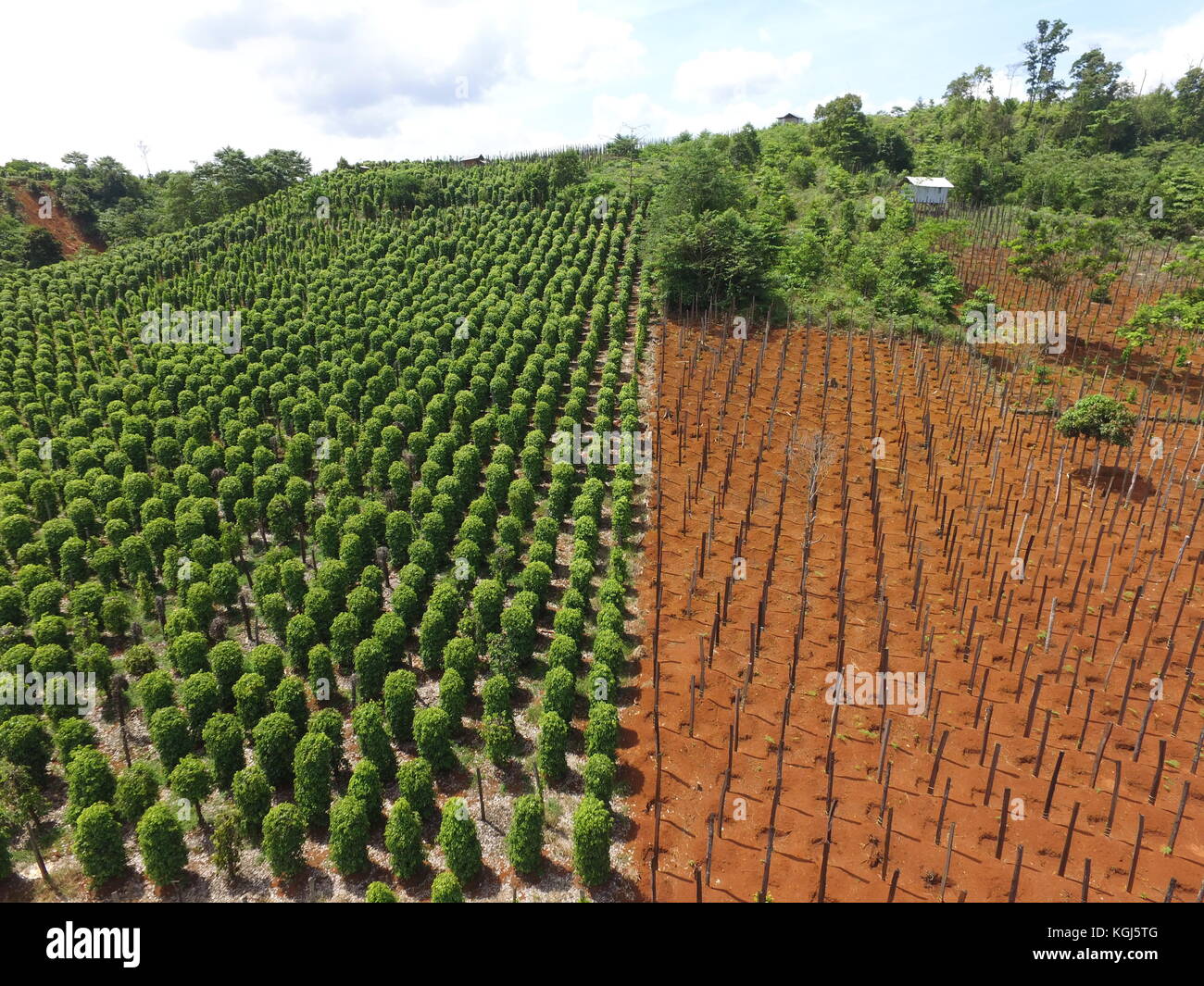 Kebun merica hi-res stock photography and images - Alamy