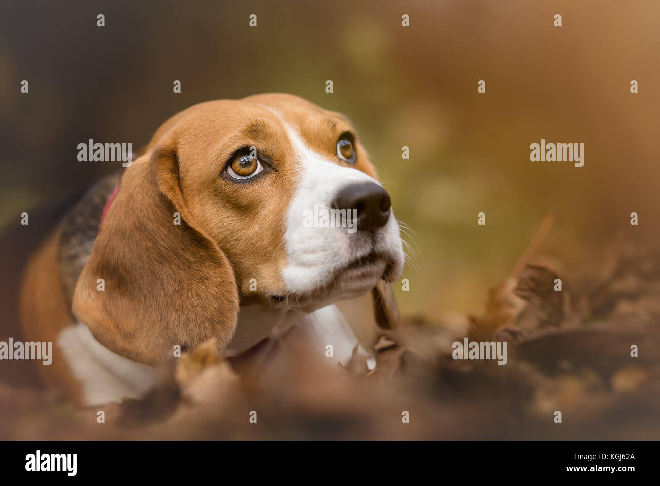 Autumn portrait of Beagle Dog Stock Photo - Alamy