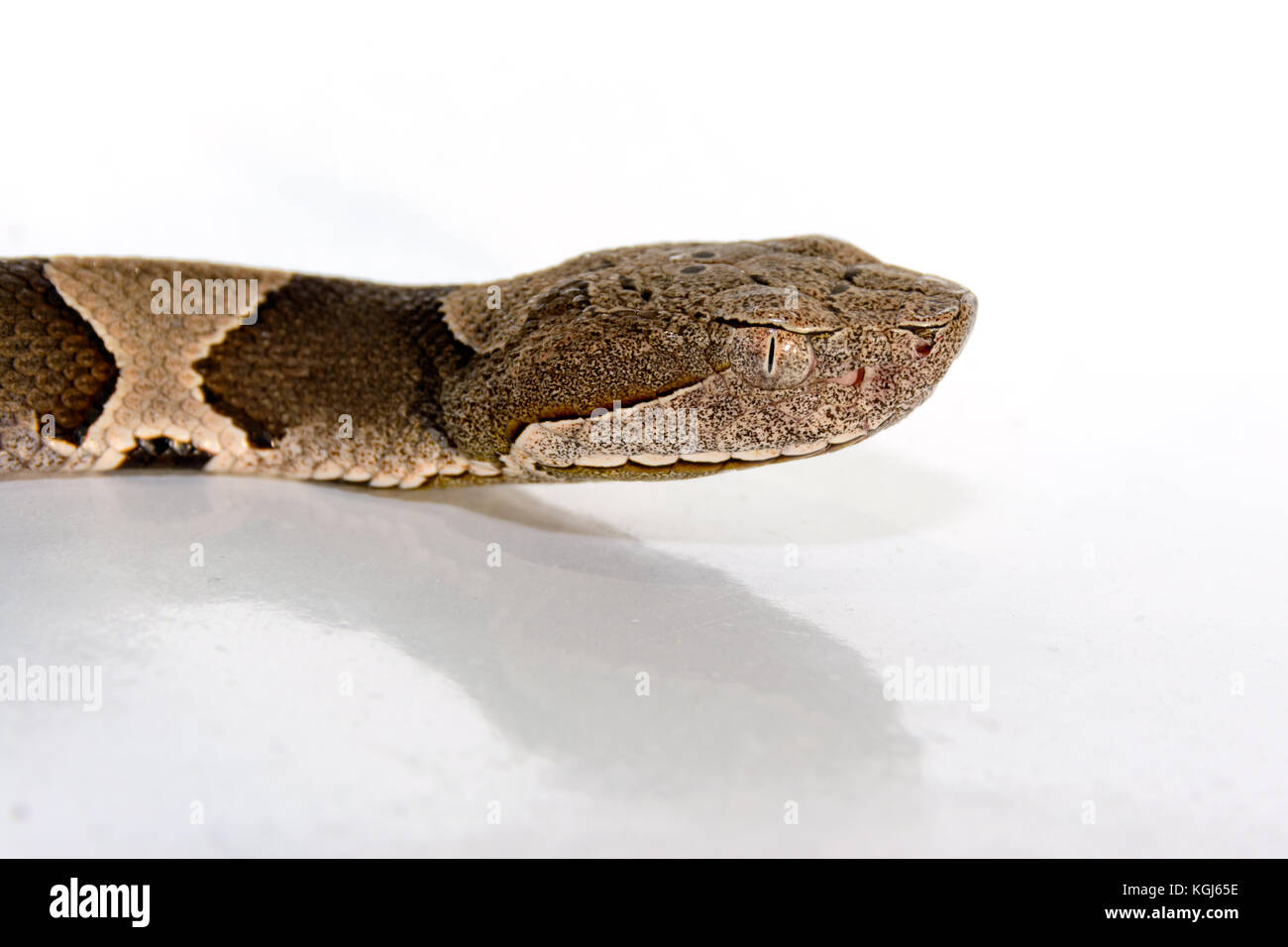 Copperhead snake camouflage hi-res stock photography and images - Alamy