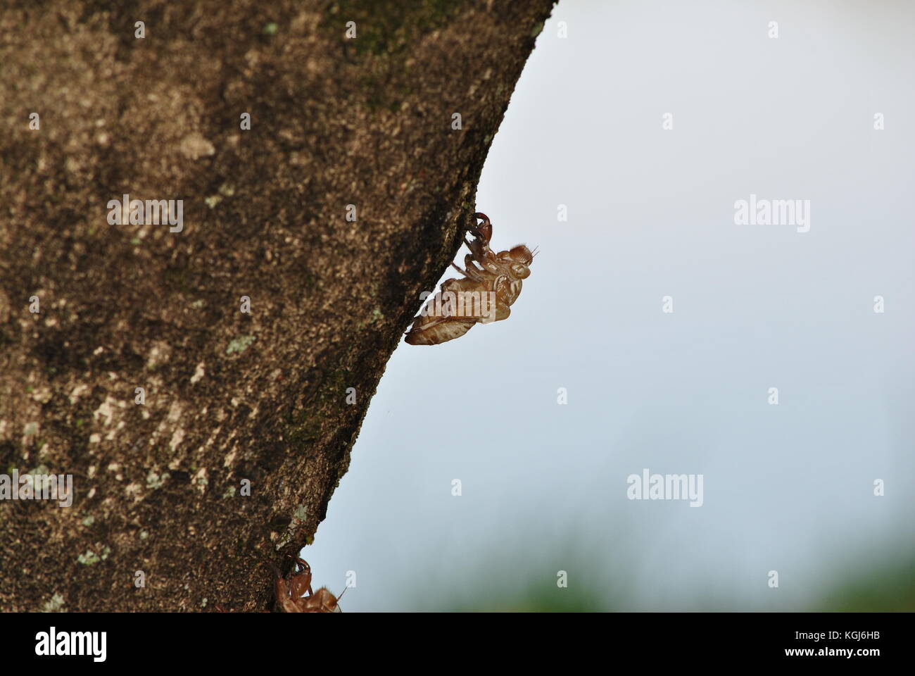 Exploded eyes hi-res stock photography and images - Alamy