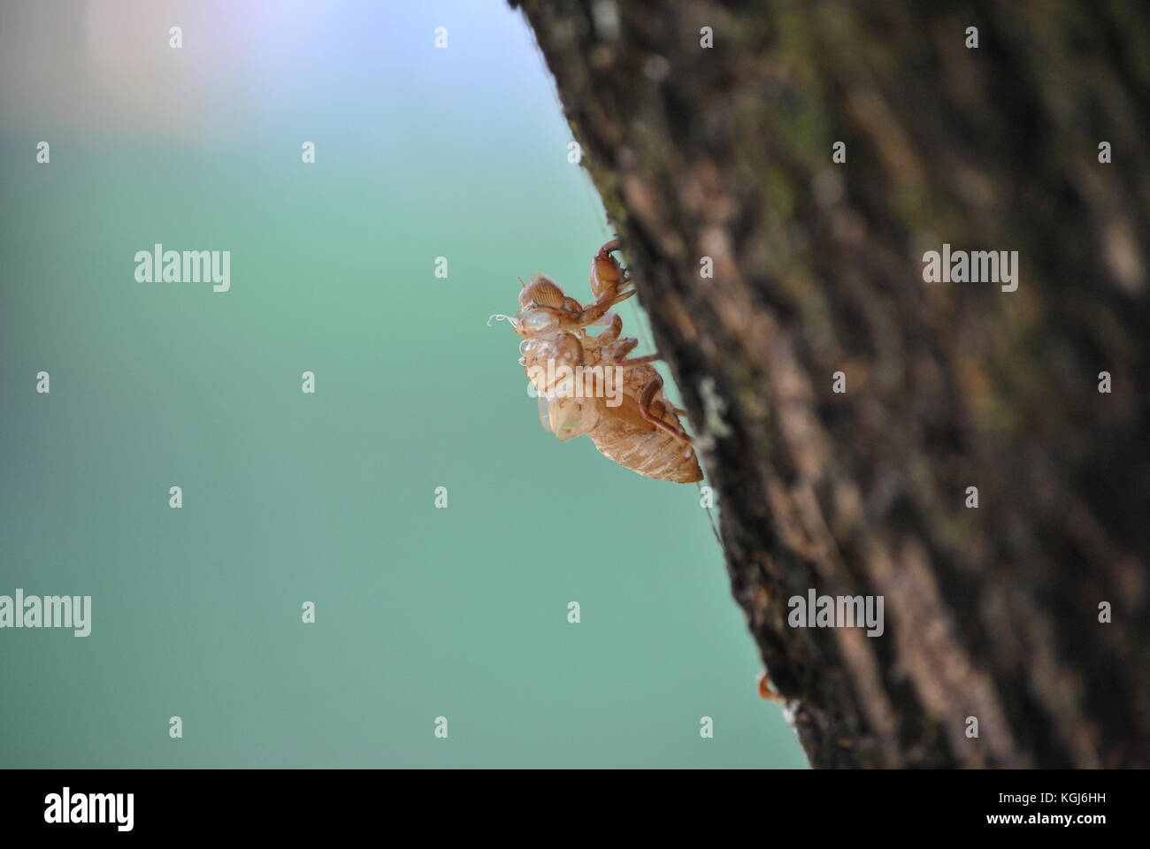 Dead cricket hi-res stock photography and images - Alamy