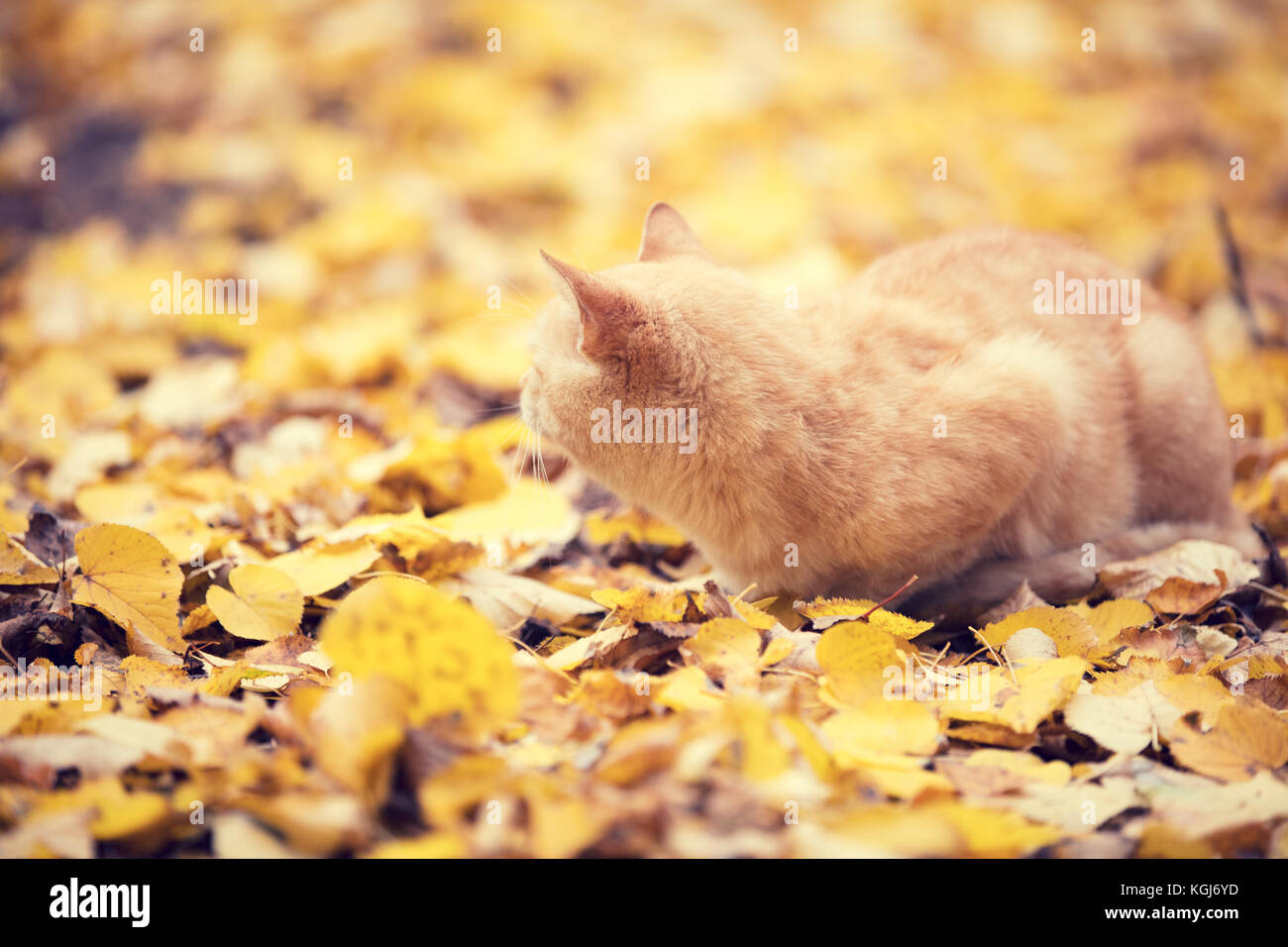 Ginger cat sitting on fallen leaves in an autumn garden Stock Photo - Alamy