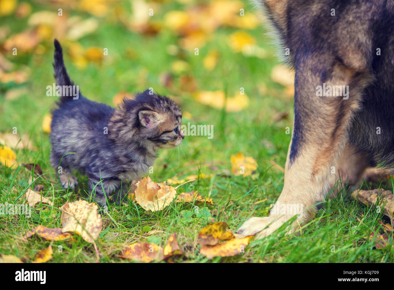 Dogs and little kittens are best friends playing together outdoors ...